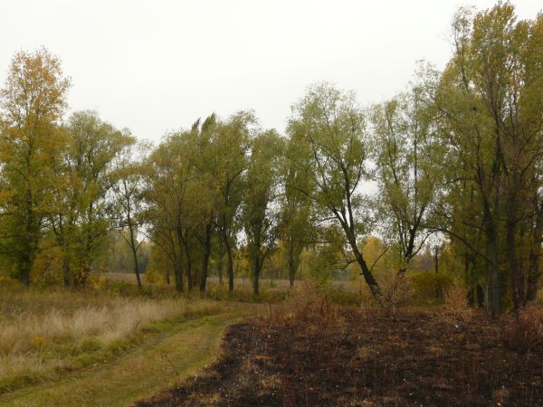 forest side view texture 0007 - Texturelib